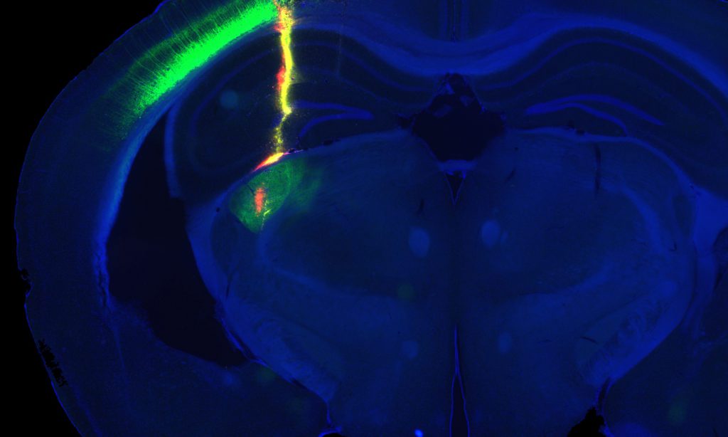 Positions - vision circuits lab